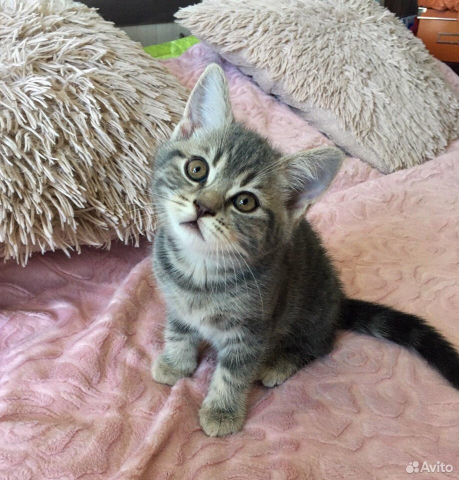 Британские котята Продам котенка