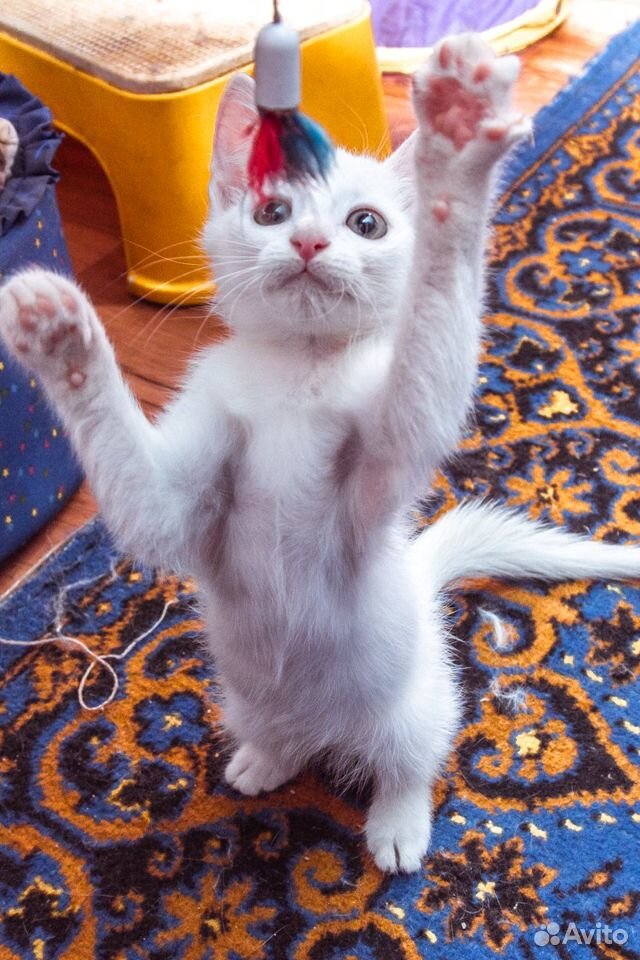 Котенок Снежинка
