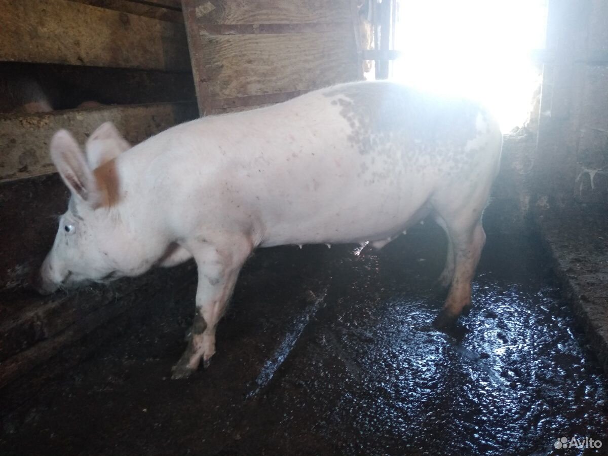 Продам Хрячка