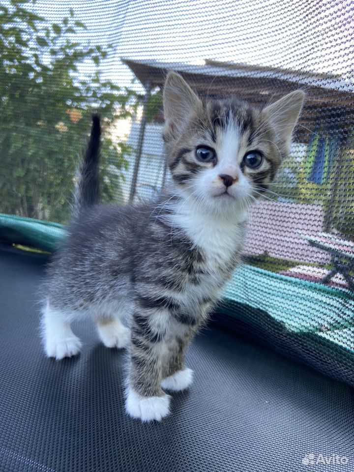 Котёнок девочка