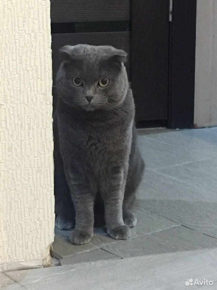 Отдам бесплатно кота Шотландский вислоухий 3 года