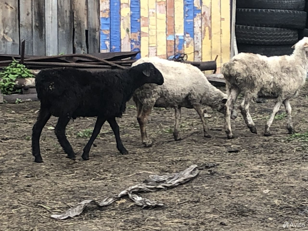 Бараны, овцы