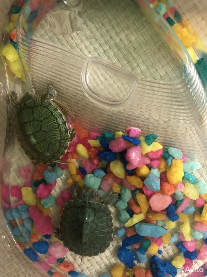 Отдам желтоухих черепах