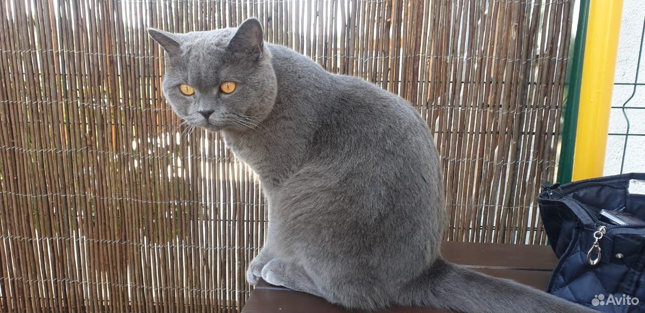 Британский
