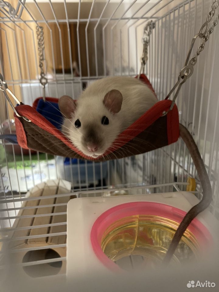 Крыска ищет жениха