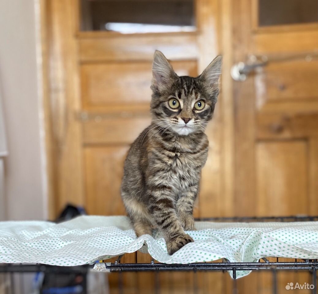 Котенок Синди