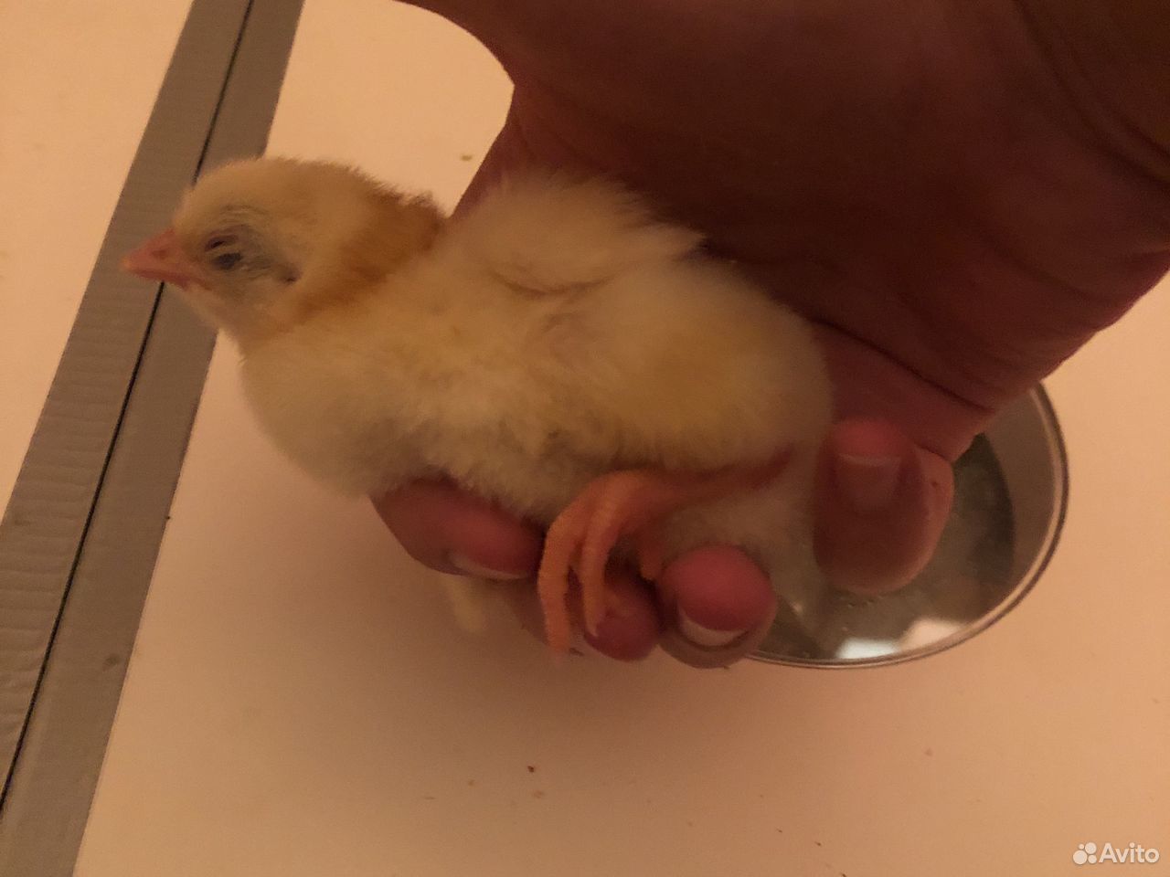 Цыплёнок бройлер (росс 308)