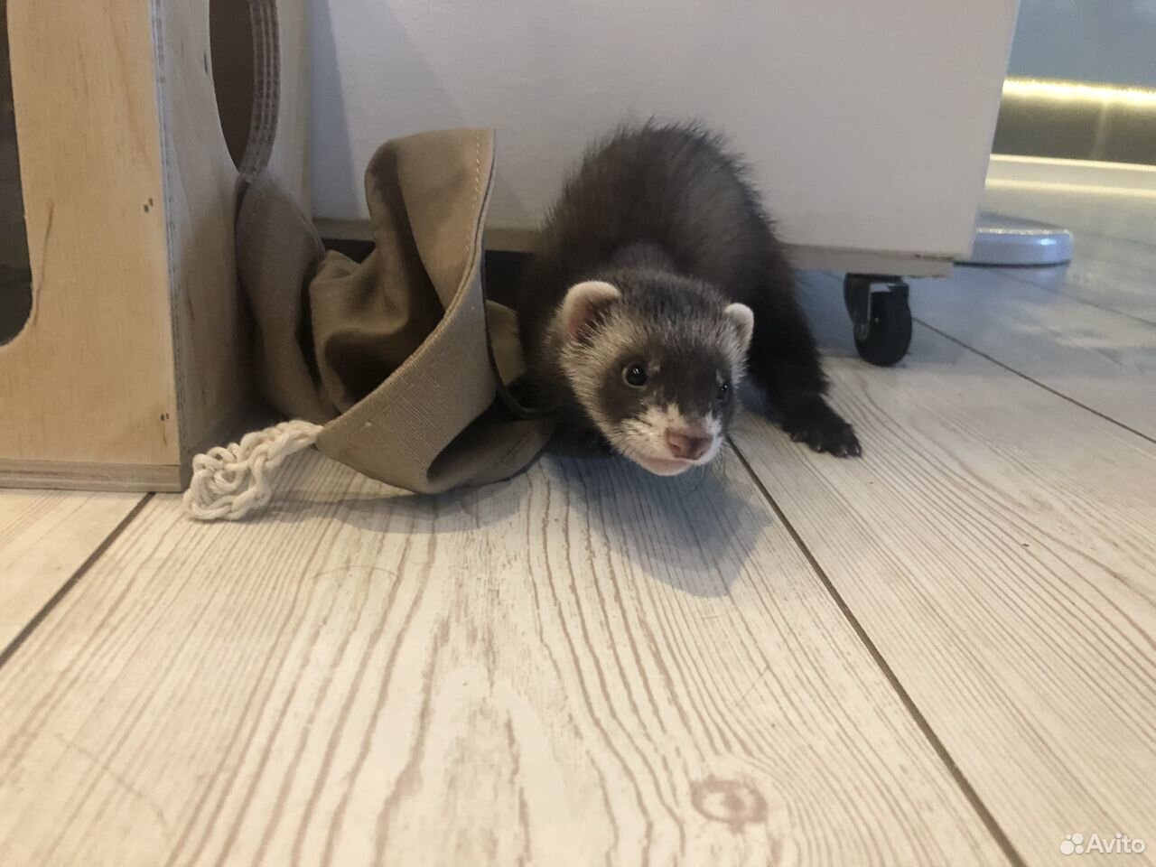 Хорек 2 месяца