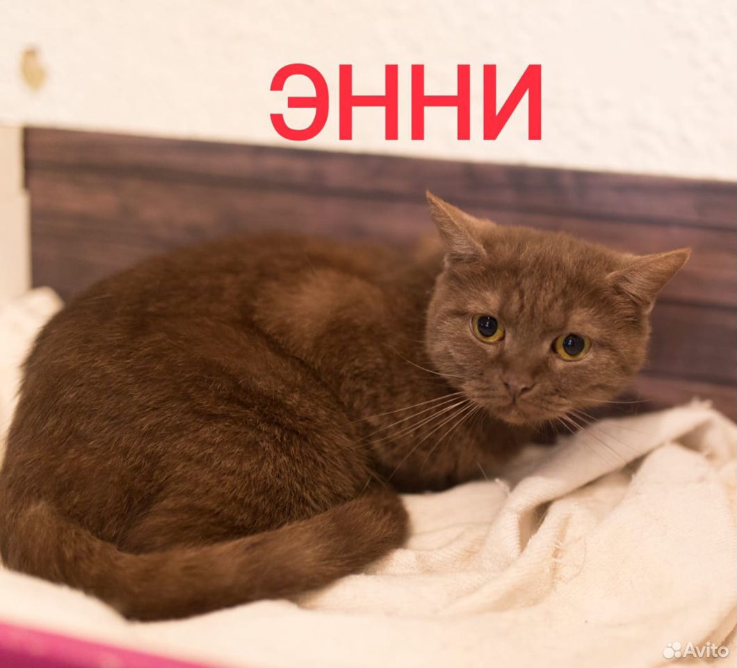 Британская принцесса ищет дом