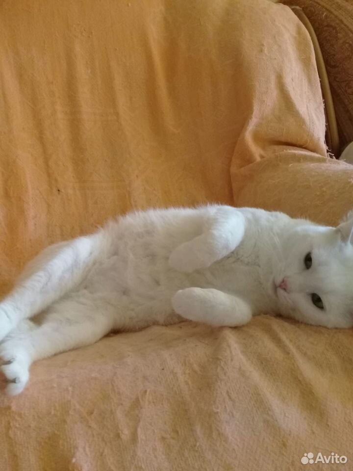 Беляш ищет дом