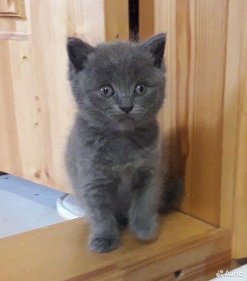 Котята британцы