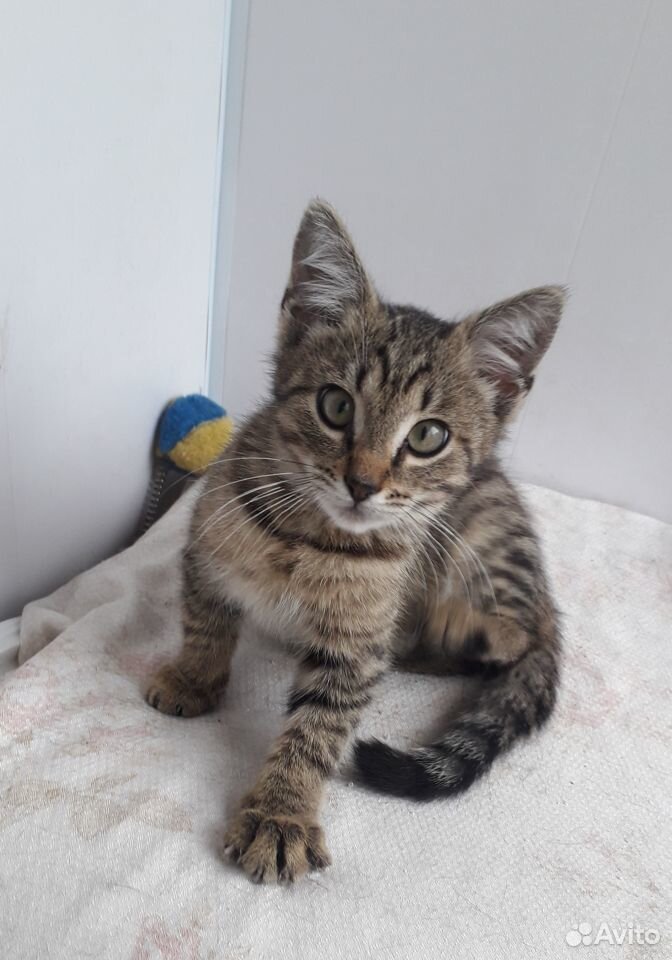 Полосатик,4 мес,в добрые руки