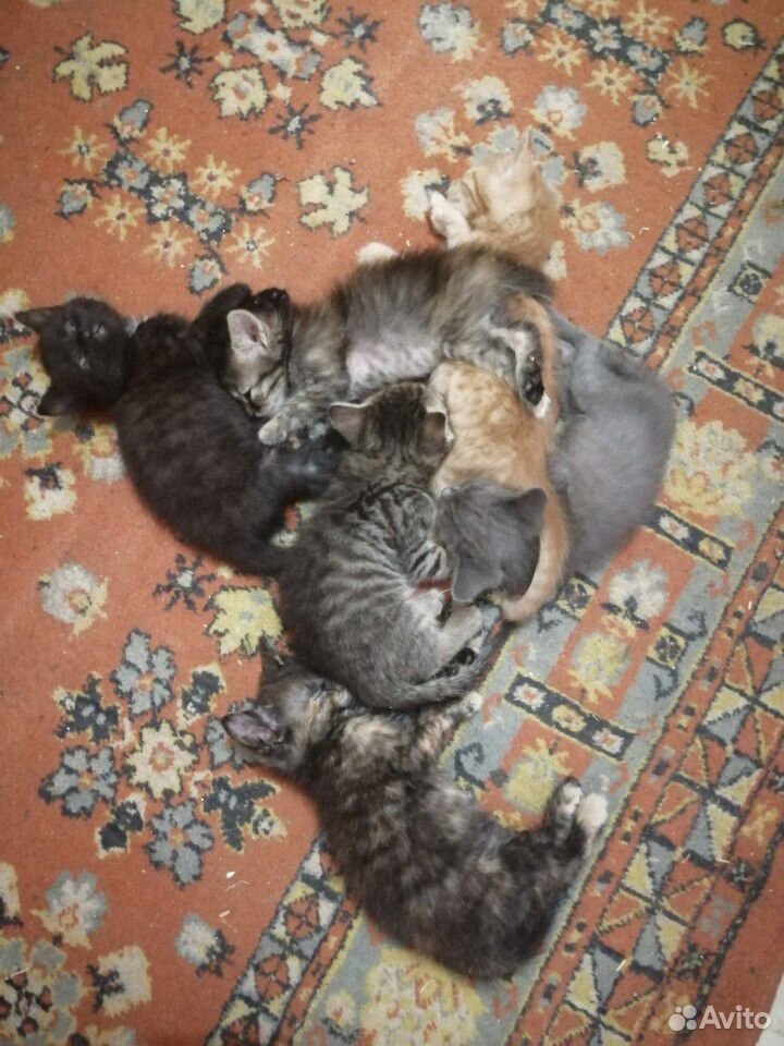 Котята, кошки, коты