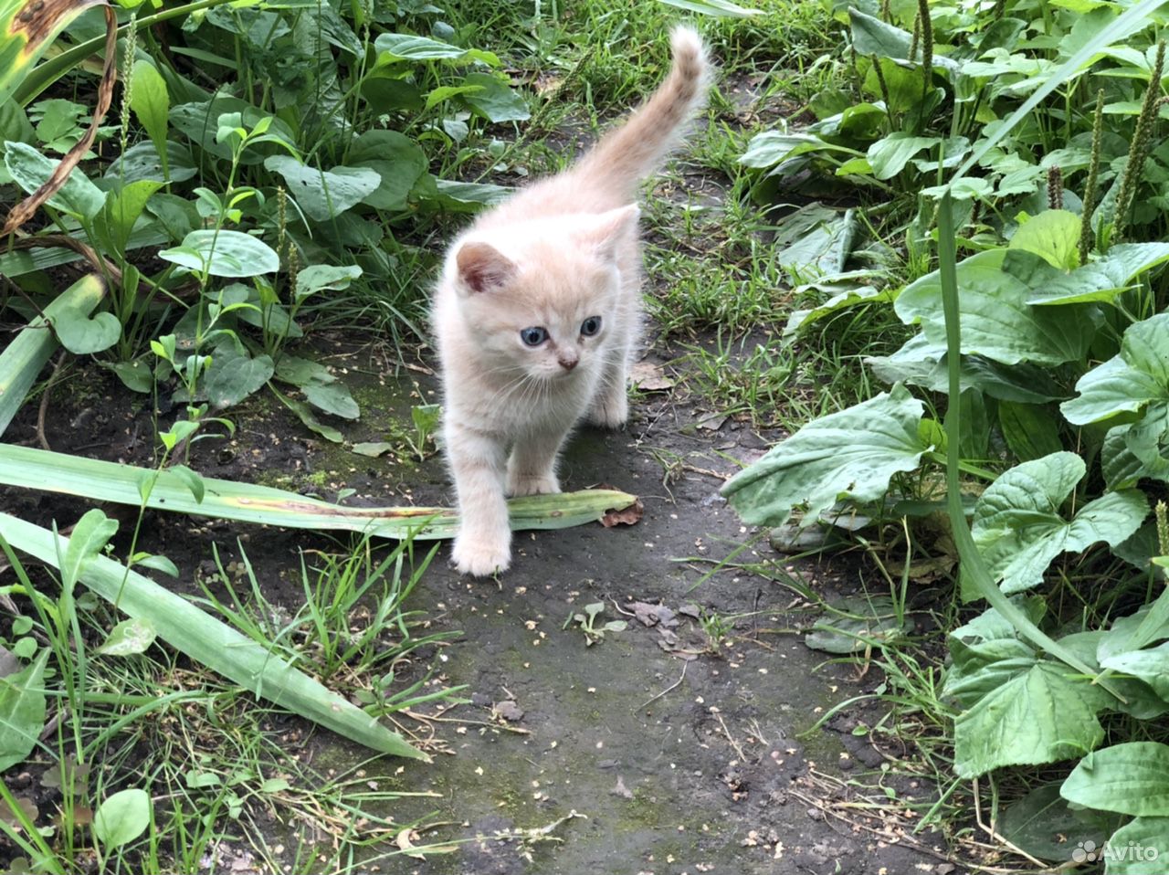 Кошки