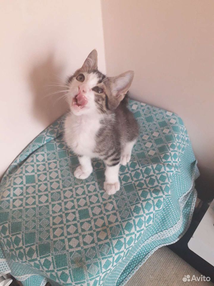 Кошка
