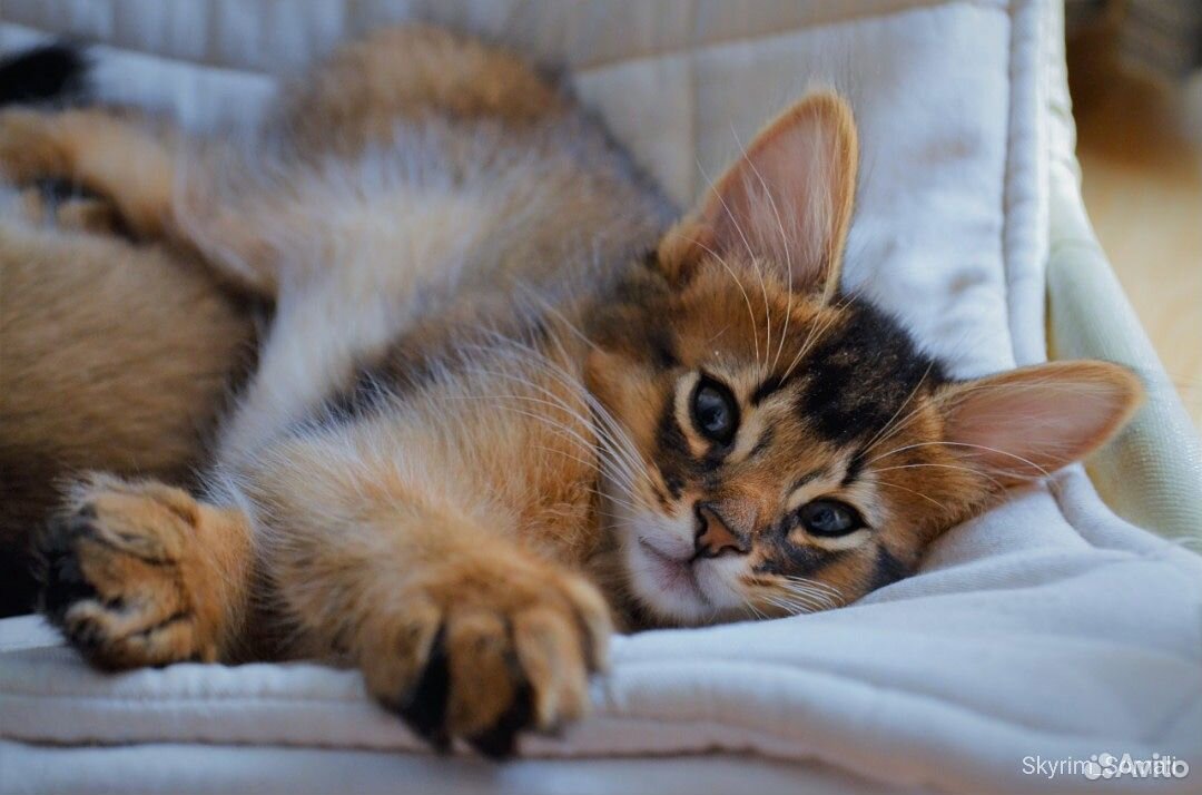 Сомалийский котенок