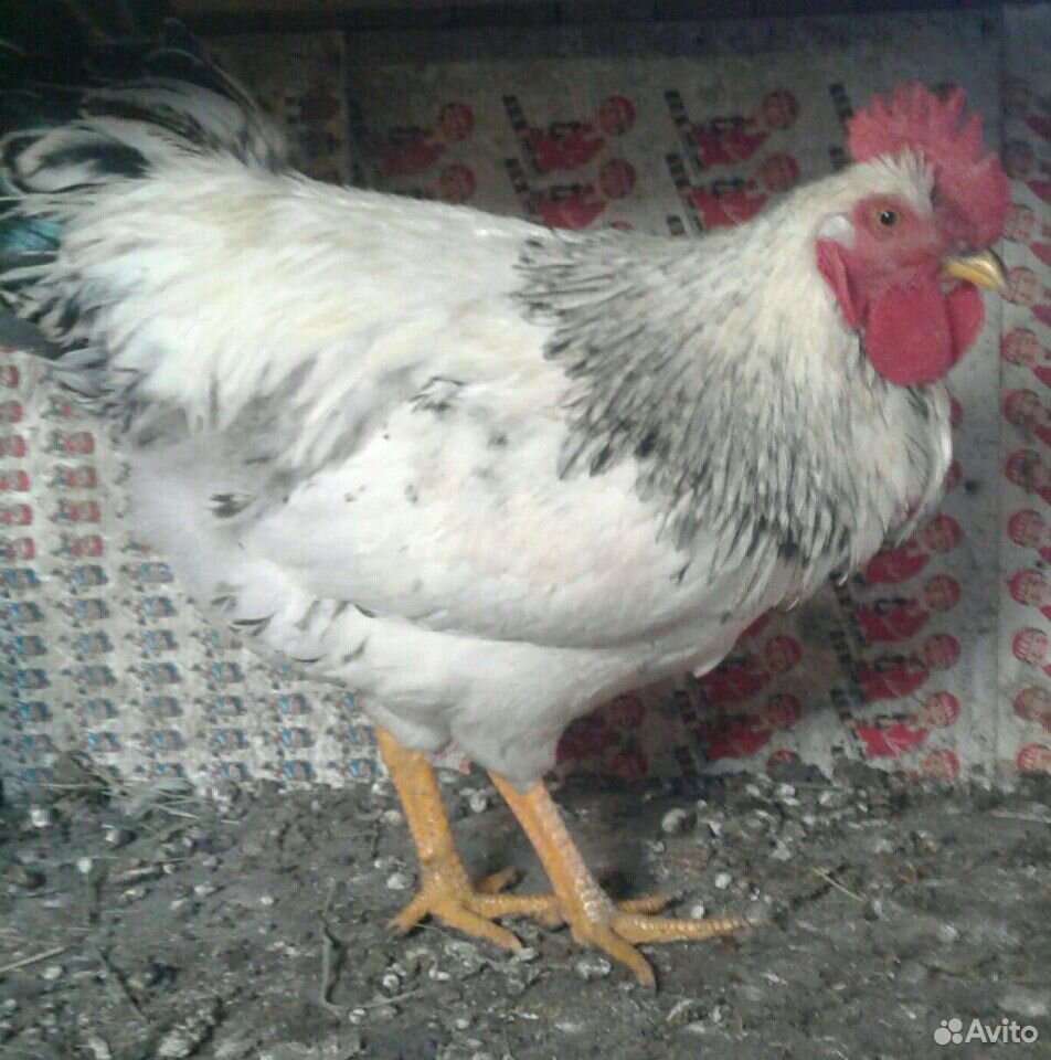 Мододой петух