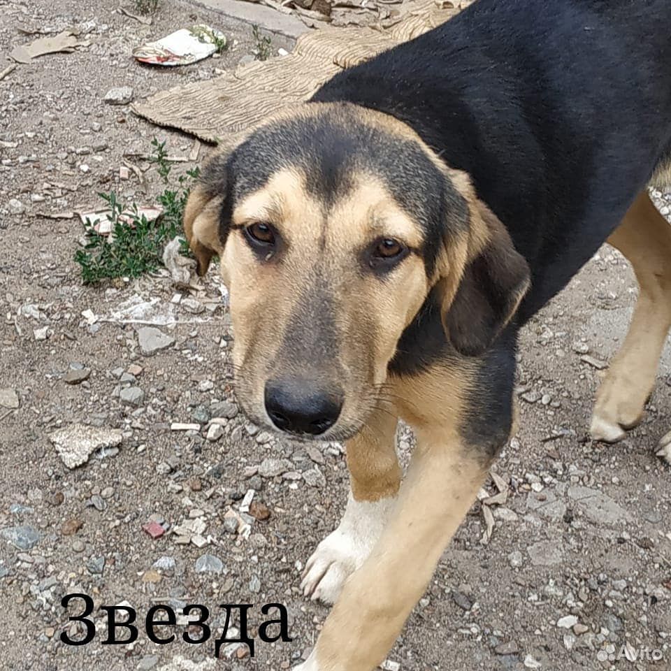 Собака