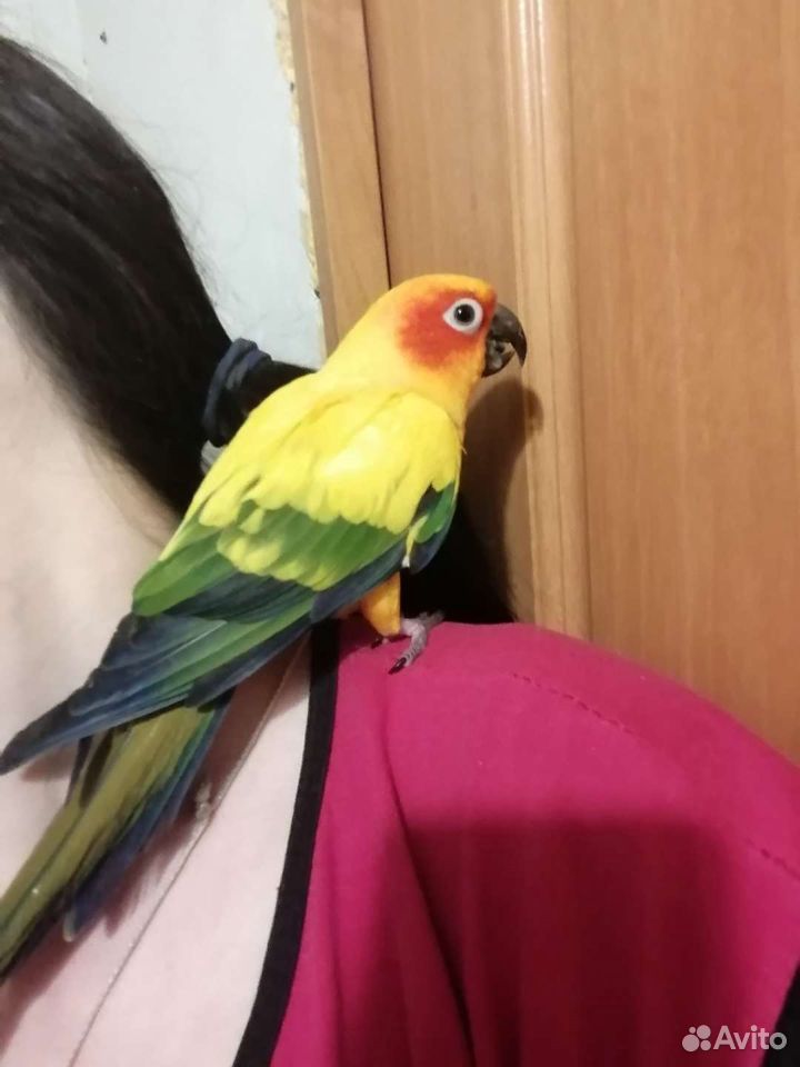 Попугай аратинга солнечный