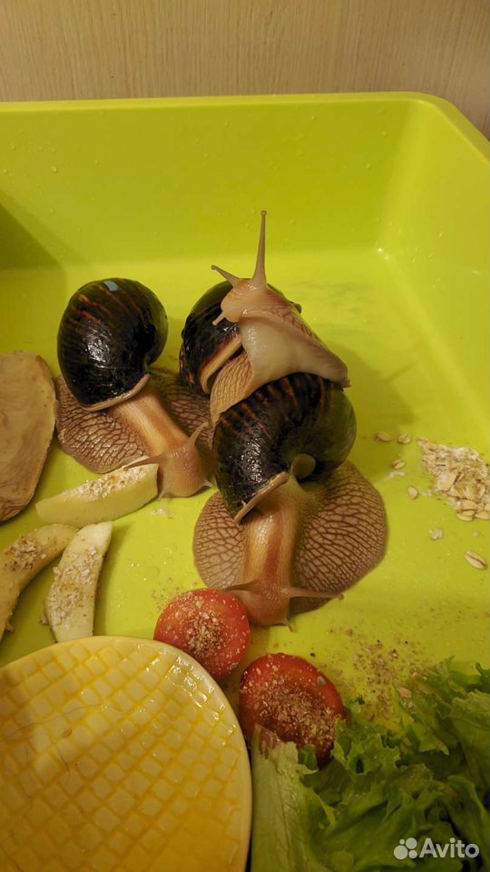 Одна или две улиточки в добрые руки