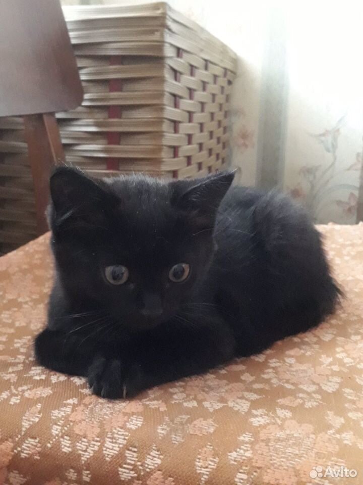 Котенок Элис в любящую семью