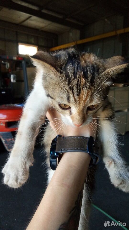 Котенок девочка