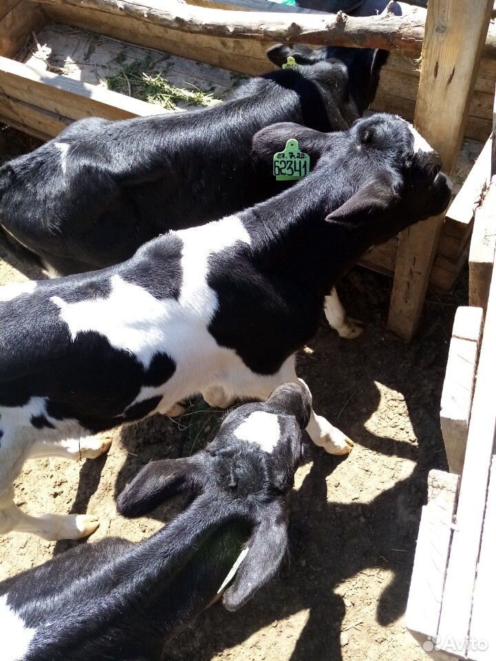 Телята бычки