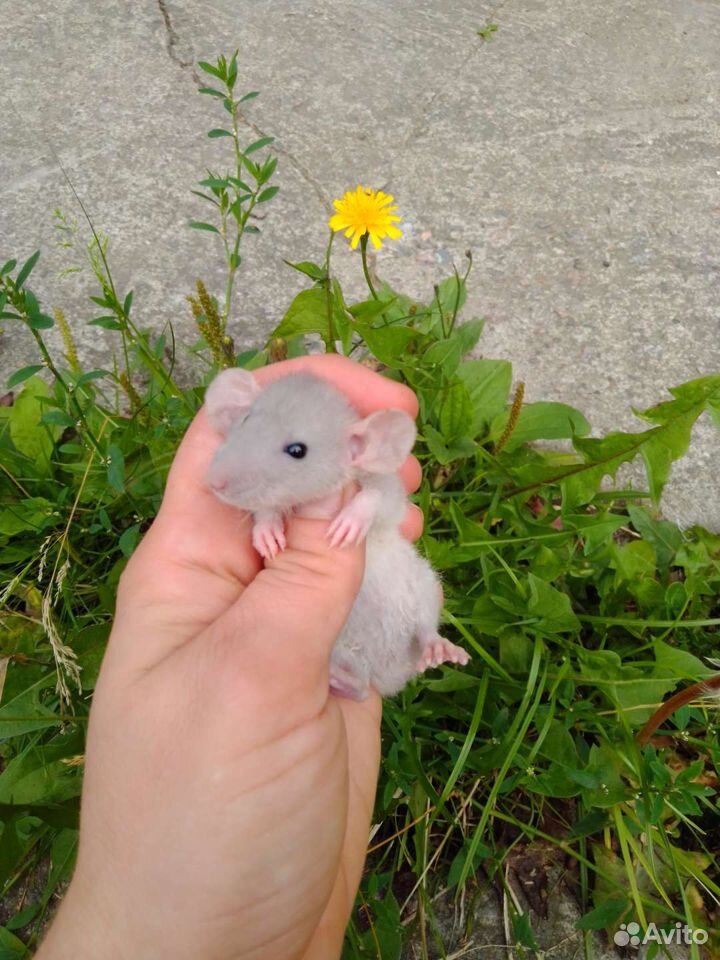 Крысята Дамбо Рекс Даблрекс разные