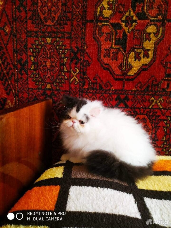Персидский котёнок