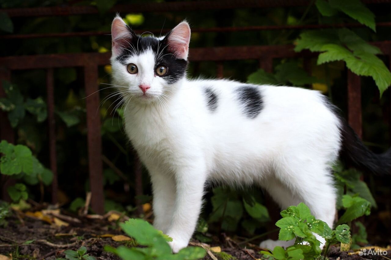 Очень ласковый мальчик. Котенок в дар