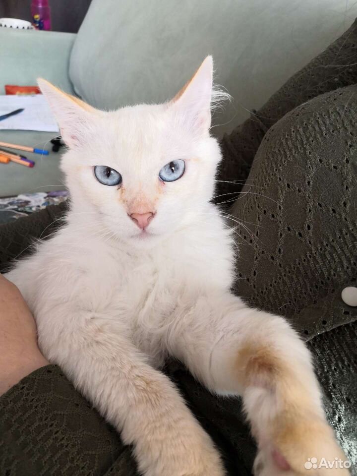 Кот в дар