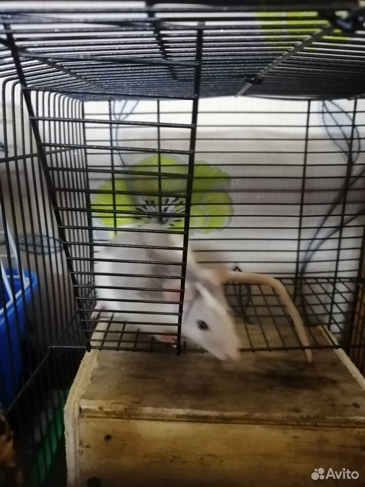 Крыса породы хаски