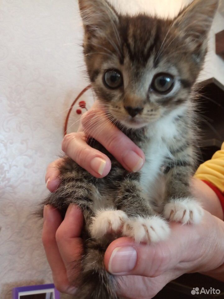 Кошка