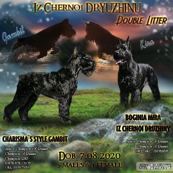 Щенки ризеншнауцера