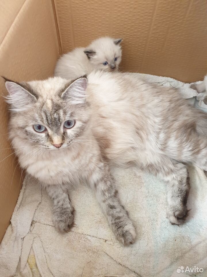 Котята Невские маскарадные