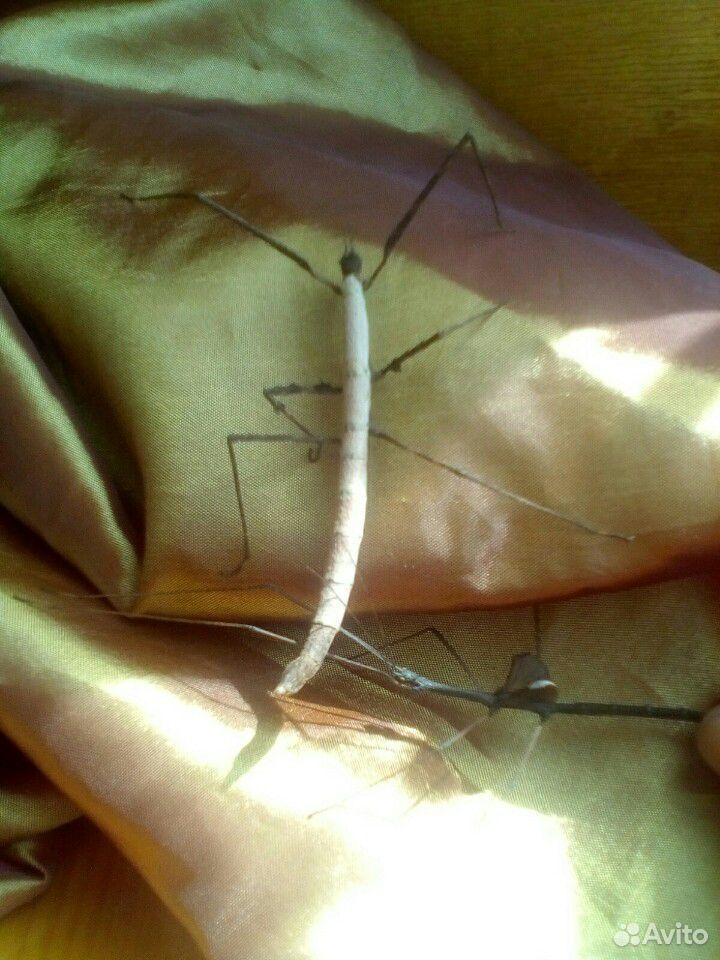 Вьетнамский палочник (Lobofemora scheirei)