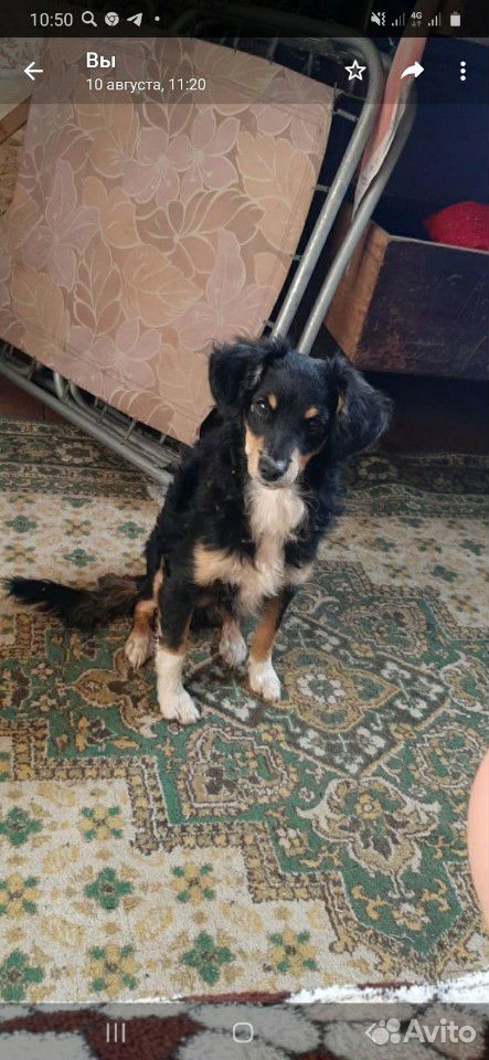 Смесь болонки с пуделем