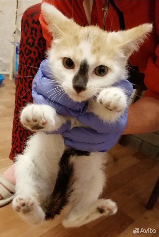Кошечка окраса калико