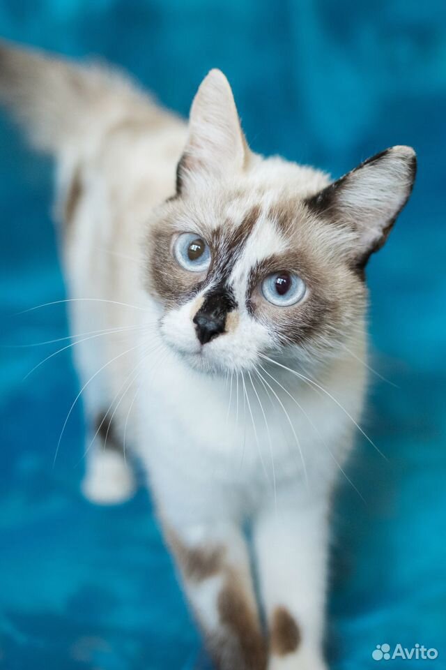 Вязка с тайским котиком