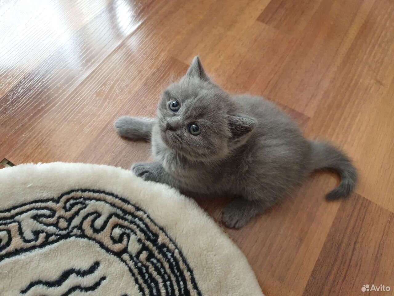 Котята британцы