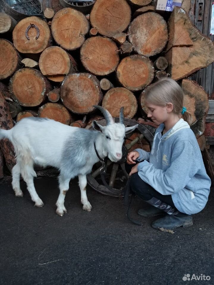Продам коз и козлов