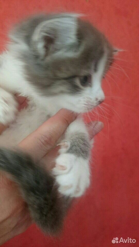 Котята 2 месяца