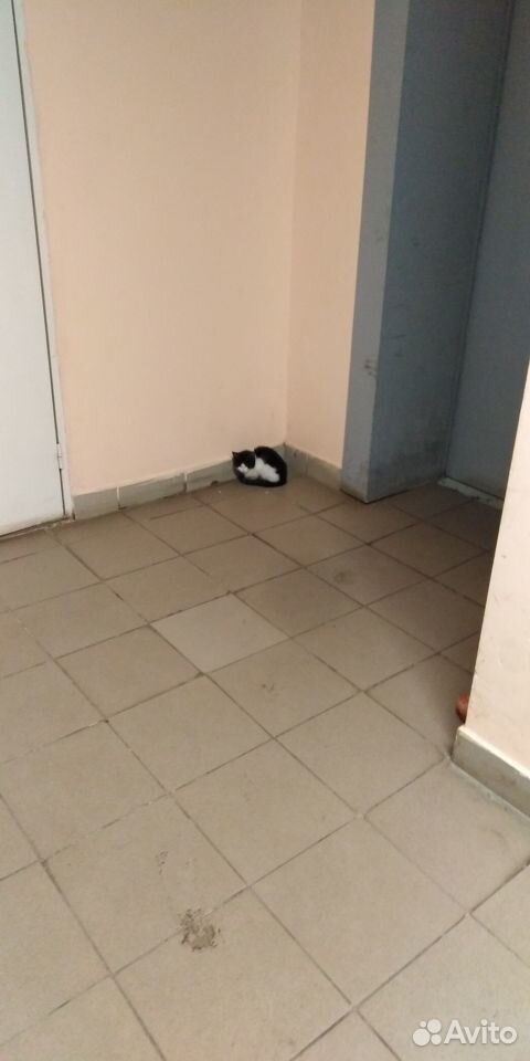 Отдам котенка