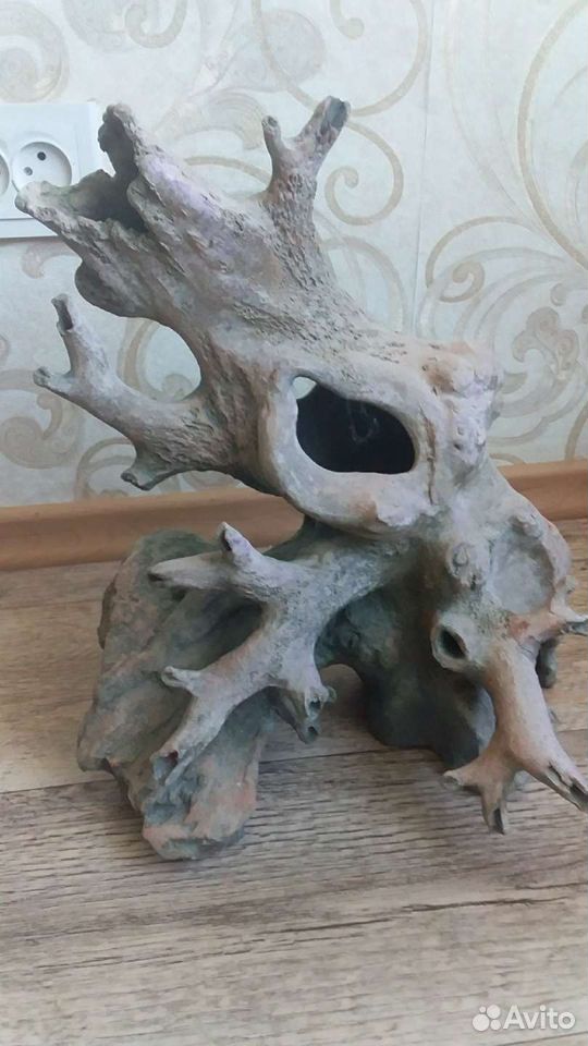 Каряга в аквариум