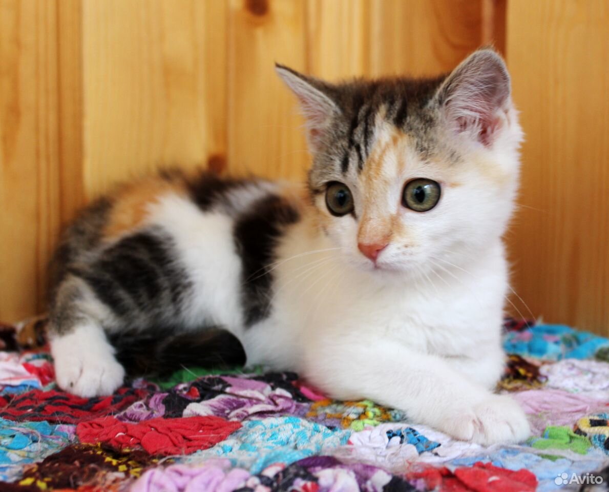 Котенок Искорка ищет дом