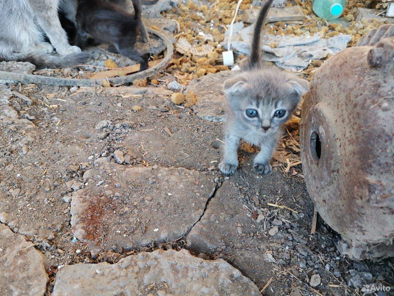 Котята