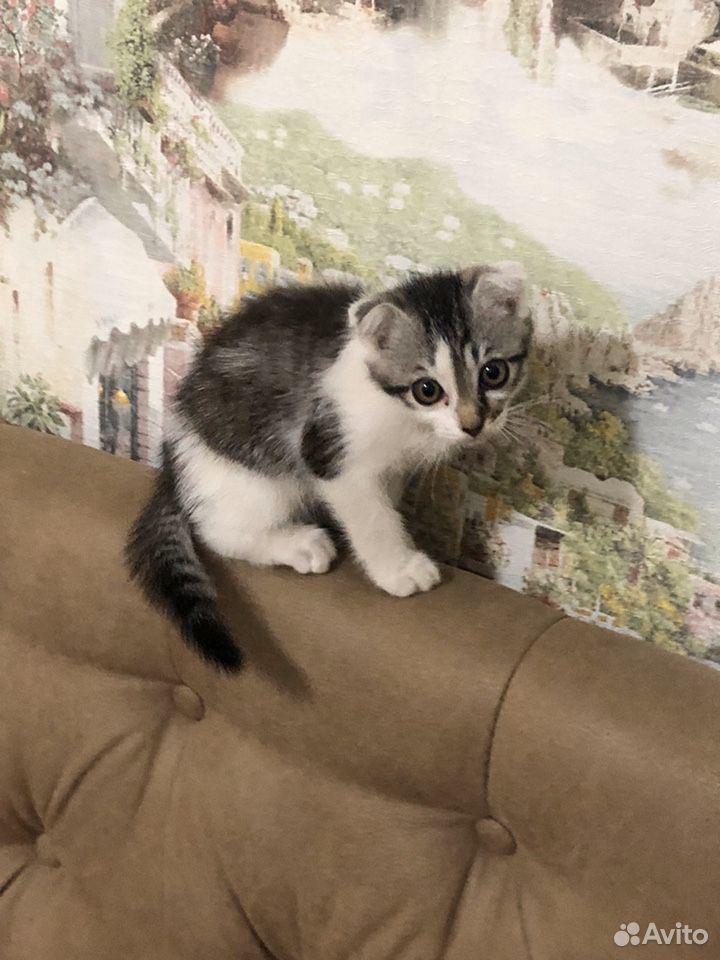 Отдам Вислоухого котенка