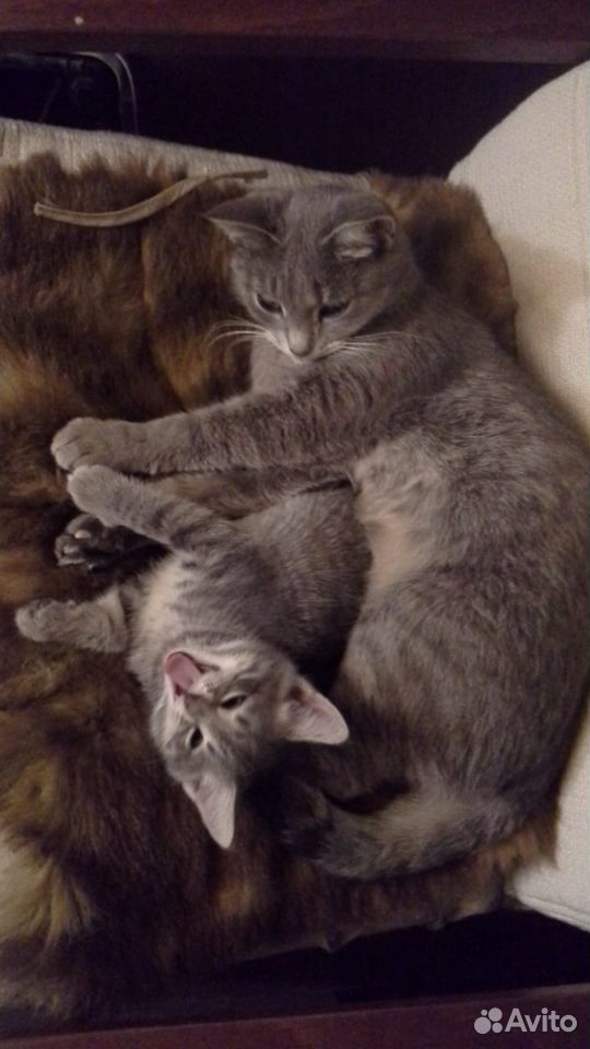 Котик в хорошик руки