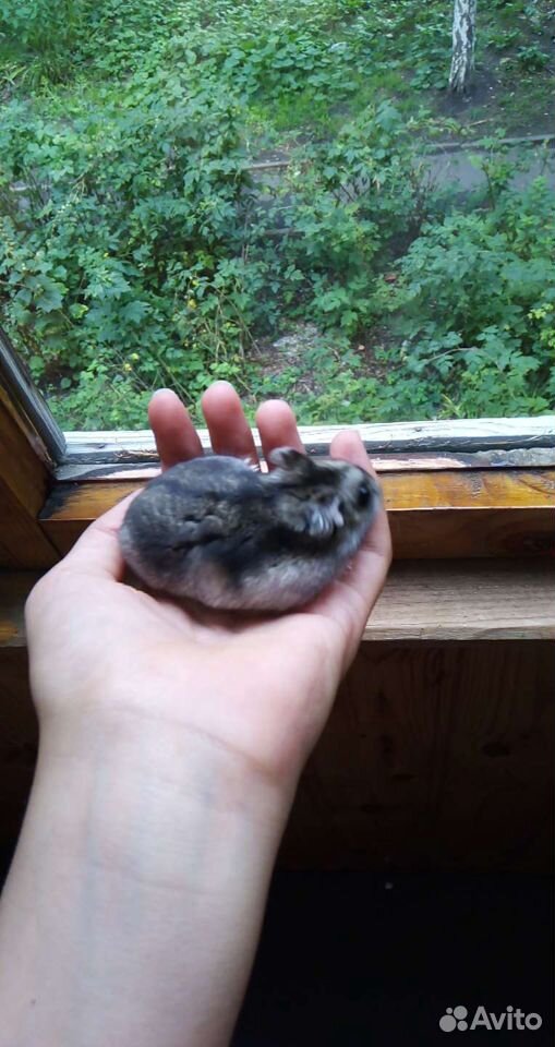 Хомяк джунгарский