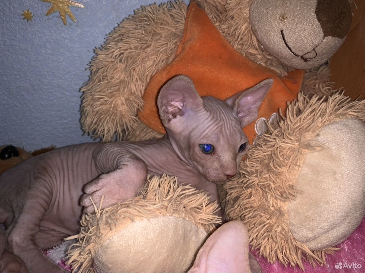 Канадский сфинкс